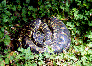 Post Card From Mrs. Glover